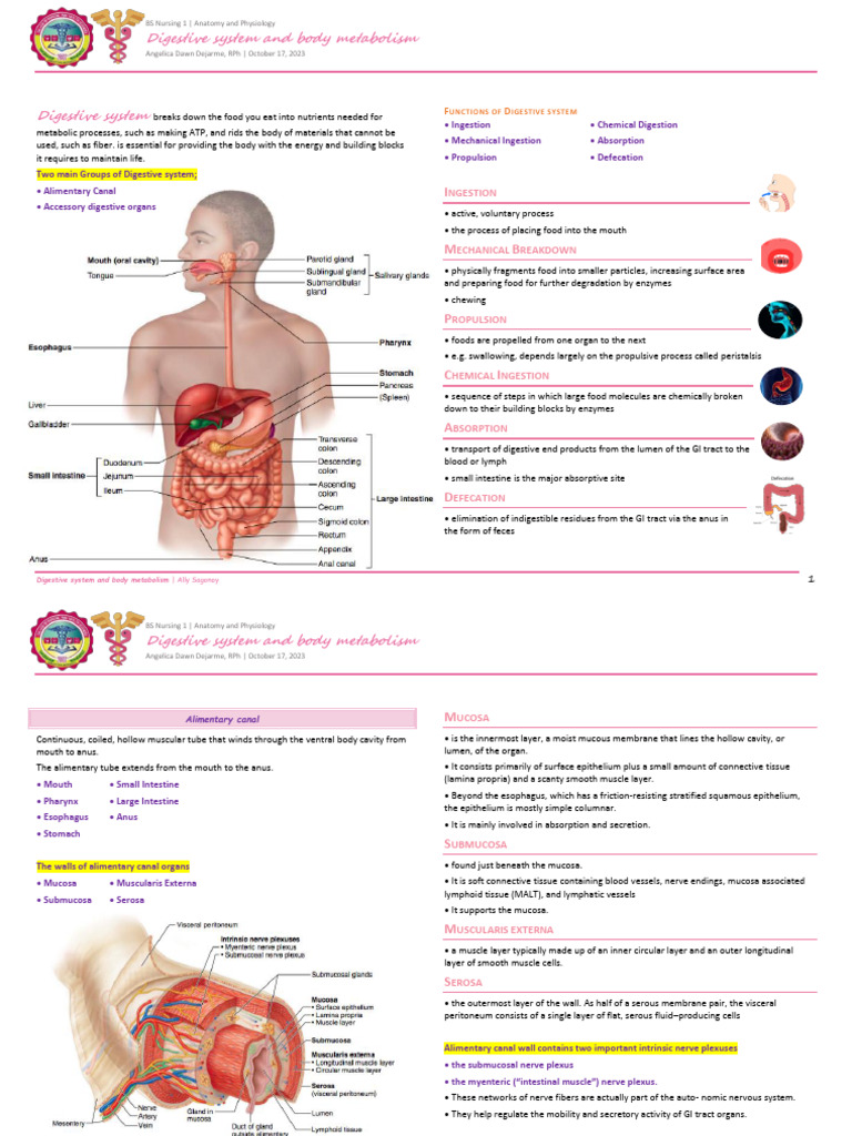 Digestive System and Metabolism Overview | PDF | Stomach | Digestion