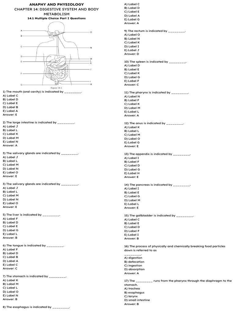 ANAPHY - Chap 14 Answer Bank | PDF | Digestion | Stomach