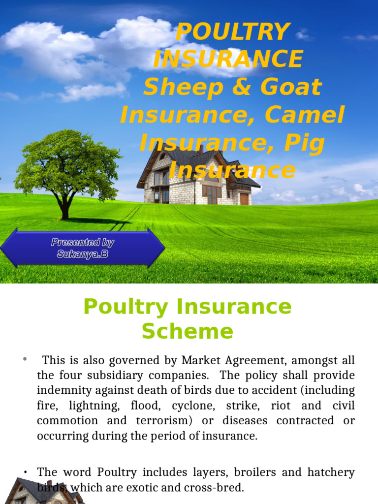 Poultry Ins[1] | PDF | Insurance | Poultry