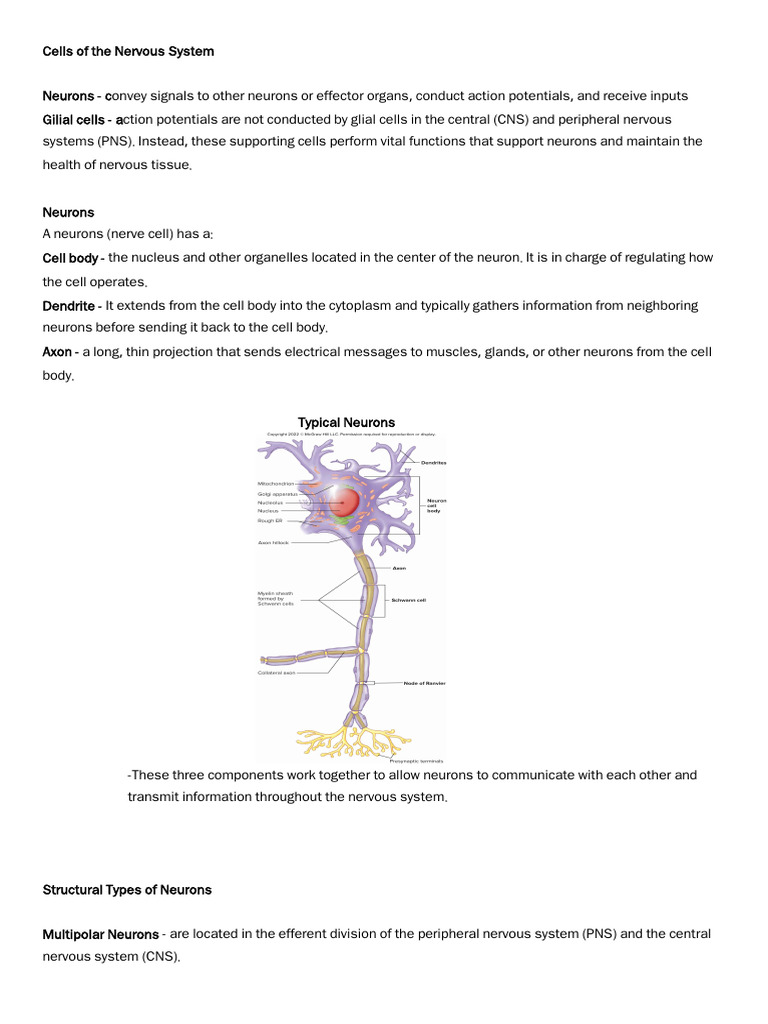 Cells of The Nervous System | PDF