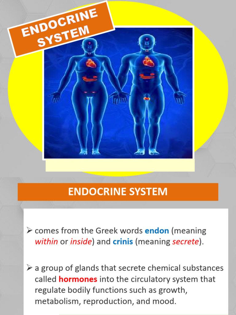 Endocrine System | PDF | Endocrine System | Hormone