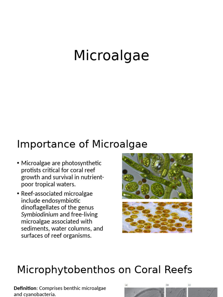 Microalgae in Coral Reef Ecosystems | PDF
