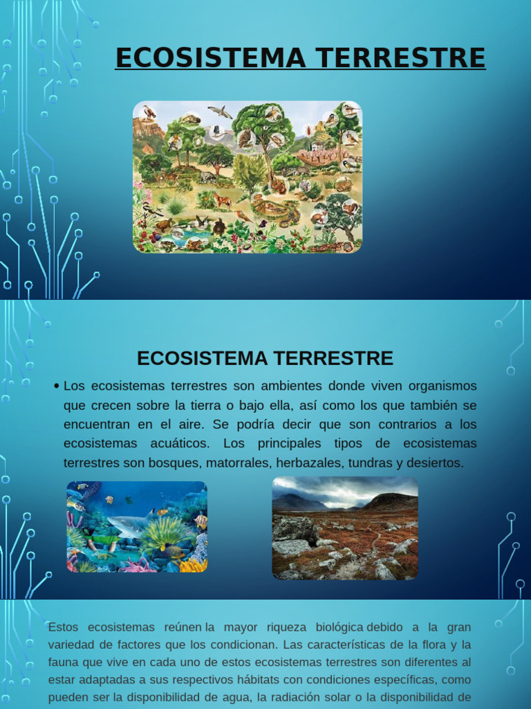 Ecosistema Terrestre | PDF | Ecosistema | Suelo