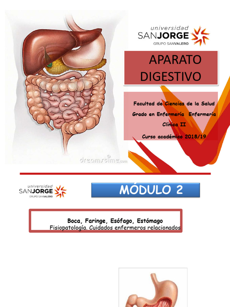 Digestivo-Módulo 2-Boca, esófago, faringe y estómago | PDF | La ...