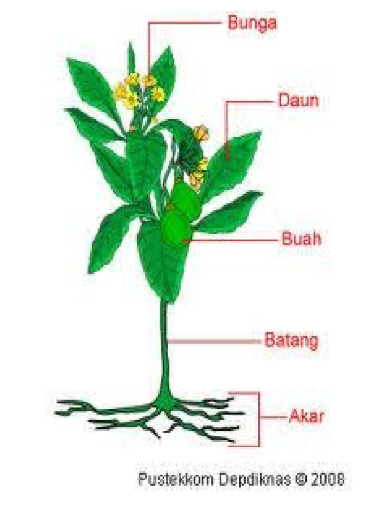 Pokok | PDF