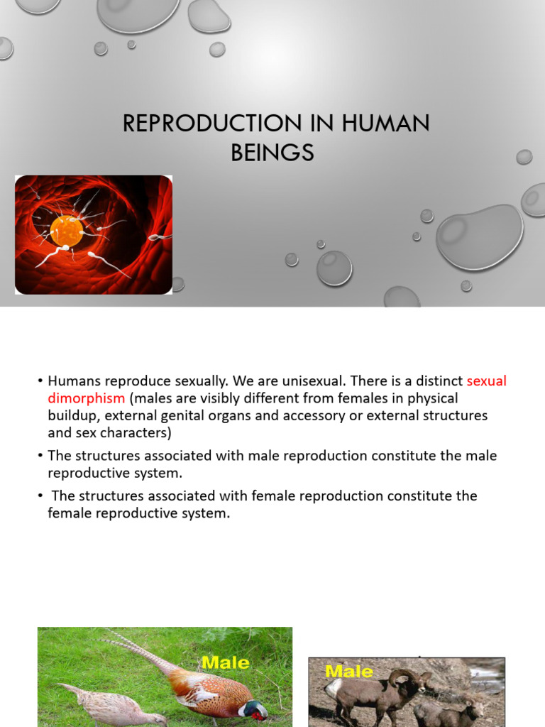 Human Reproductive System Overview | PDF | Menstrual Cycle ...