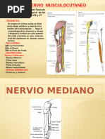 Nervio Mediano Anatomía, Origen, Ramos, Inervación Kenhub | PDF | Mano ...