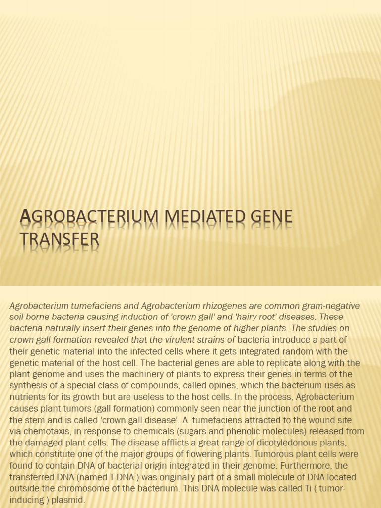 Agrobacterium Mediated Gene Transfer | PDF | Cell Biology | Molecular ...