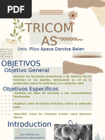 Tricomas - Qué Son, Función y Tipos | PDF | Plantas | Hoja