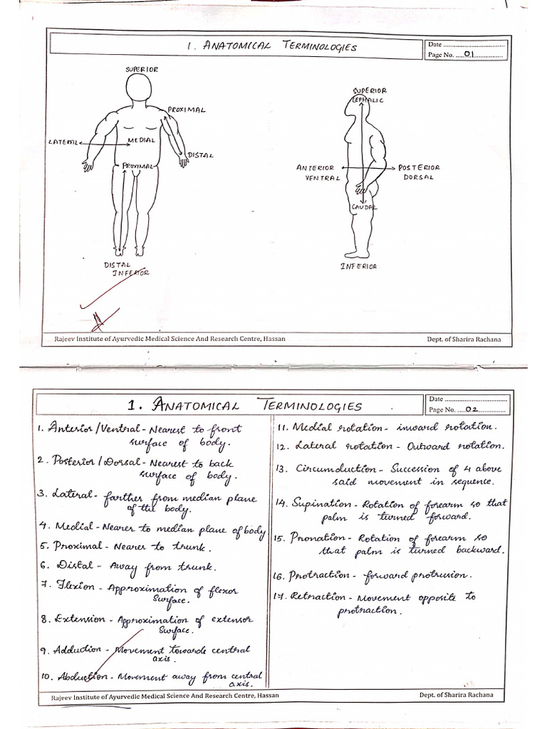 Anatomy Record - 1st Year | PDF