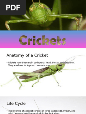 Anatomy Of Cricket Body Parts Grasshopper Science For Kids – Growing