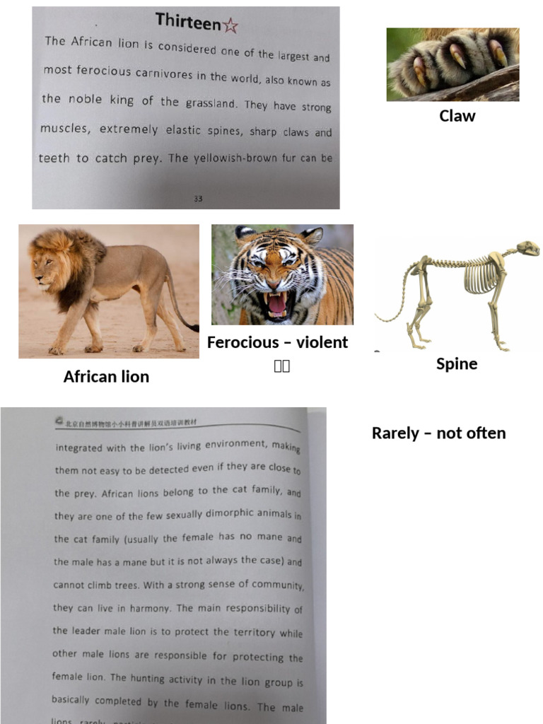 African Lion | PDF