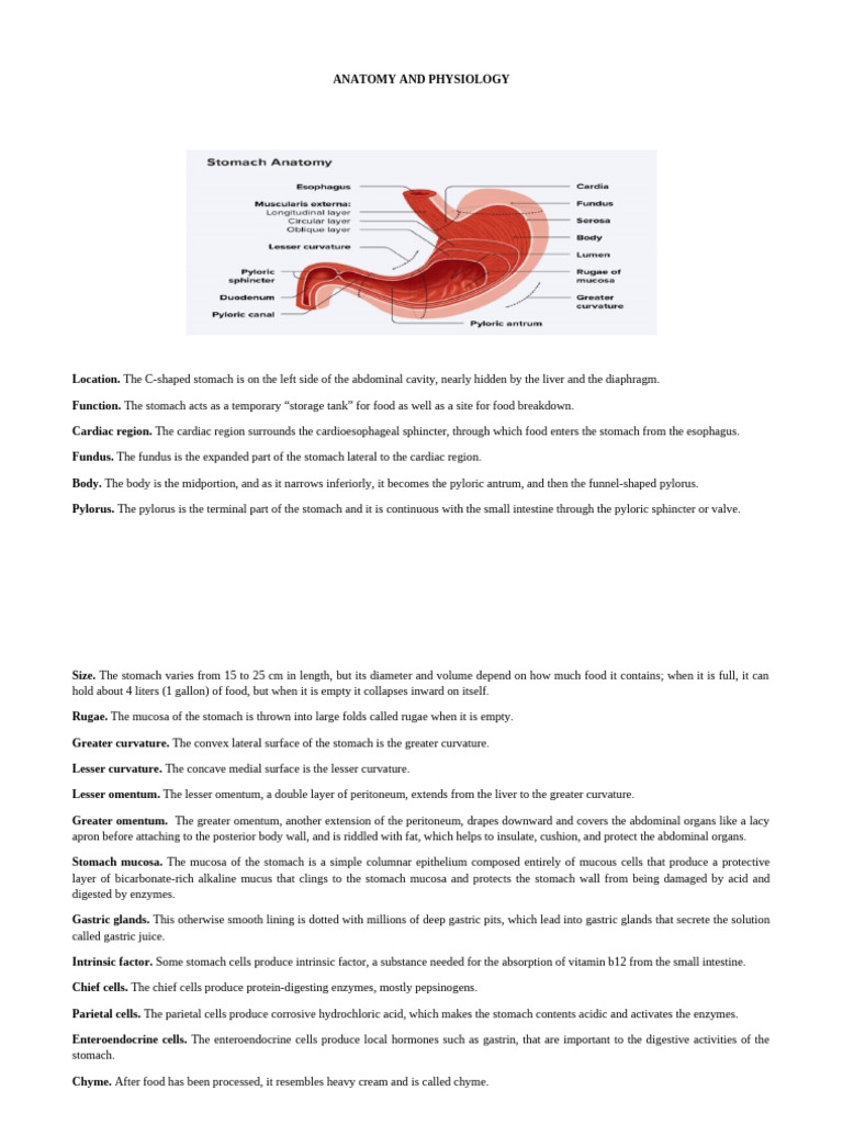 Stomach Anatomy and Functions Explained | PDF | Stomach | Digestive System