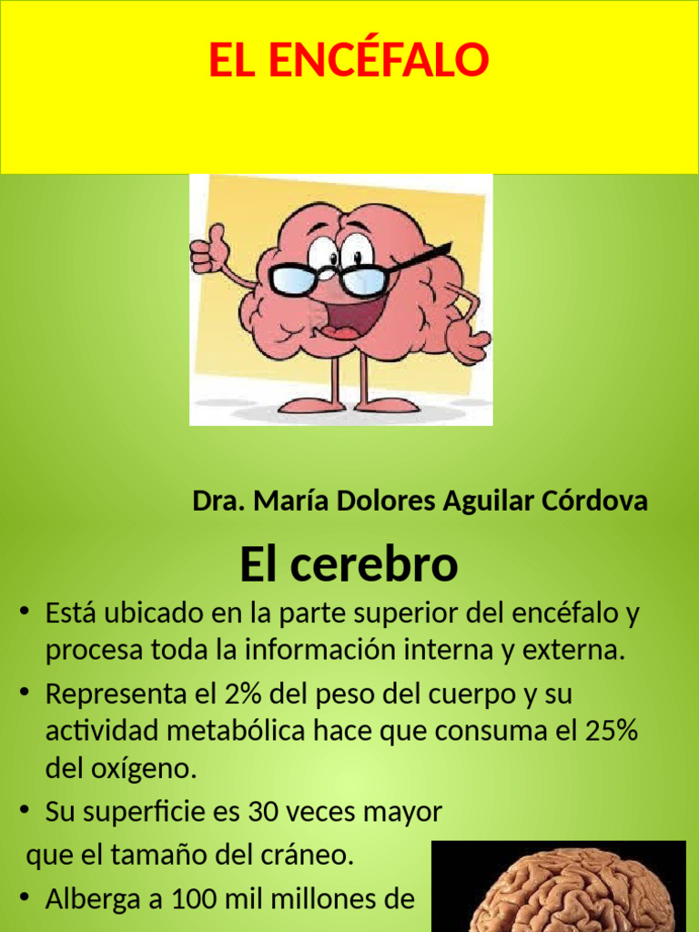 Funciones del Encéfalo y sus Lóbulos | PDF | Cerebro | Corteza cerebral