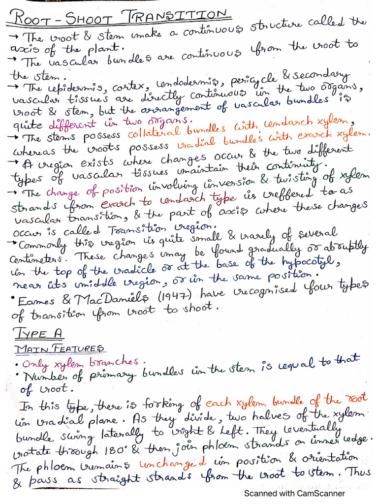 Root Shoot Transition | PDF