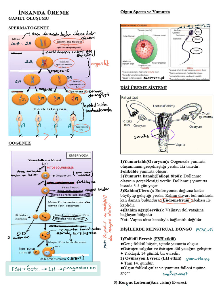 INSANDA UREME 11 Sinif_230412_152701 | PDF