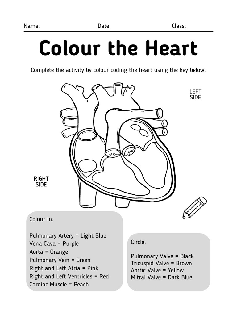 The Heart Structure Biology Colouring Worksheet in A Bold Style ...