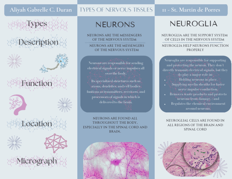 Overview of Neurons and Neuroglia | PDF | Neuron | Nervous System