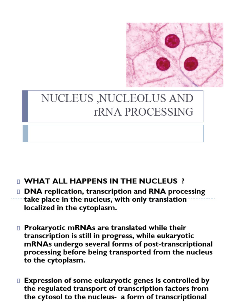 Nucleolus | PDF | Cell Nucleus | Ribosomal Rna