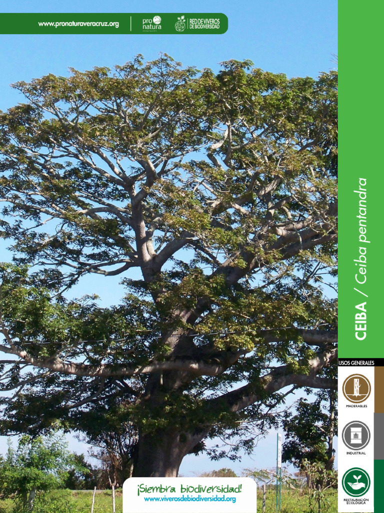 Ceiba v2 | PDF