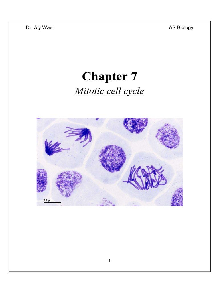 Cell Cycle | PDF