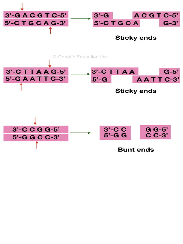 Restriction-Enzymes.003.jpeg 586×639 Pixeles | PDF