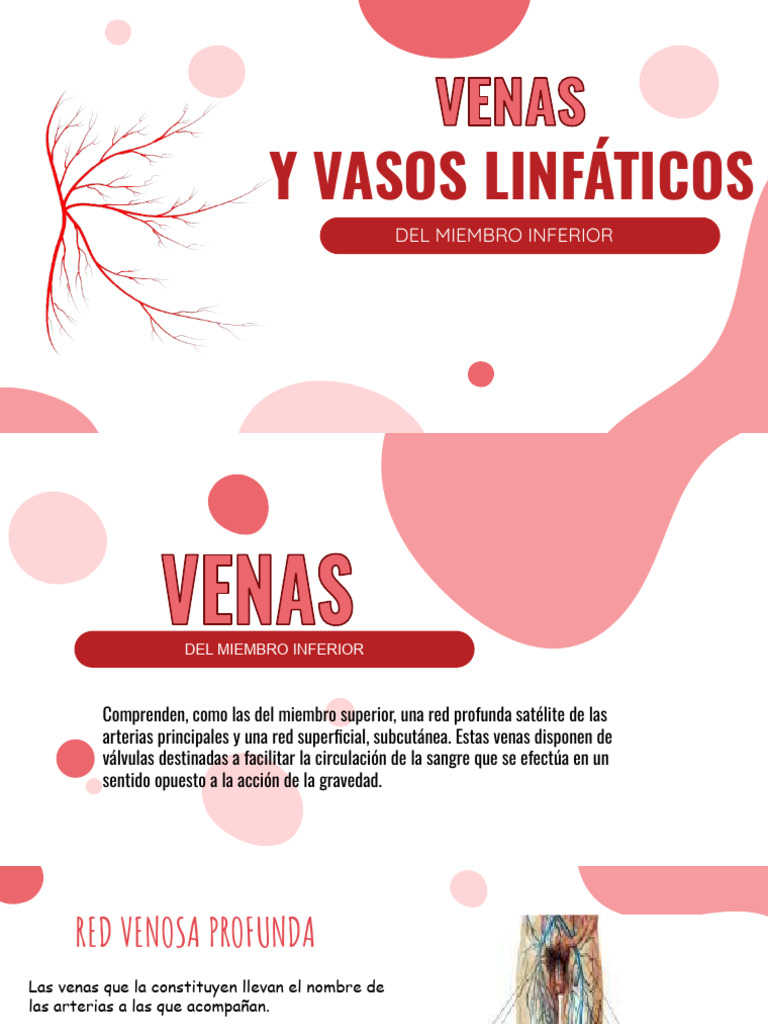 Venas y Vasos Linfáticos | PDF | Ganglio linfático | Especialidades Medicas