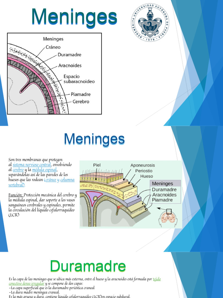 MENINGES | PDF | Fluido cerebroespinal | Cerebelo