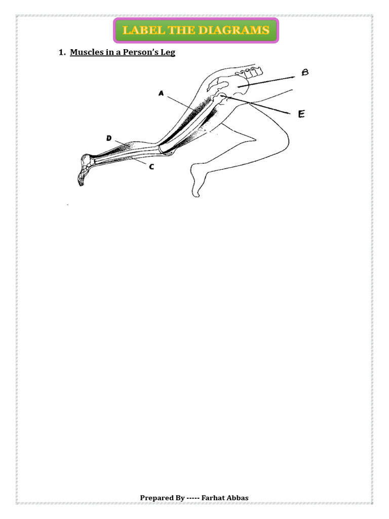 Labeling the Leg Muscles Diagram | PDF