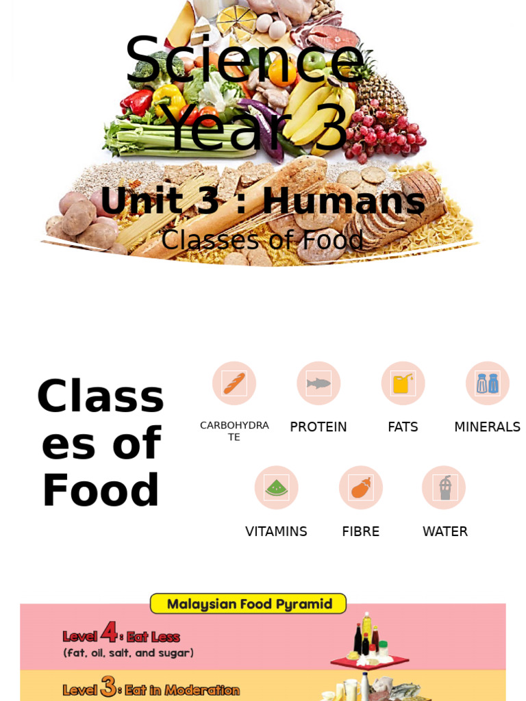 Classes of Food for Year 3 Science | PDF