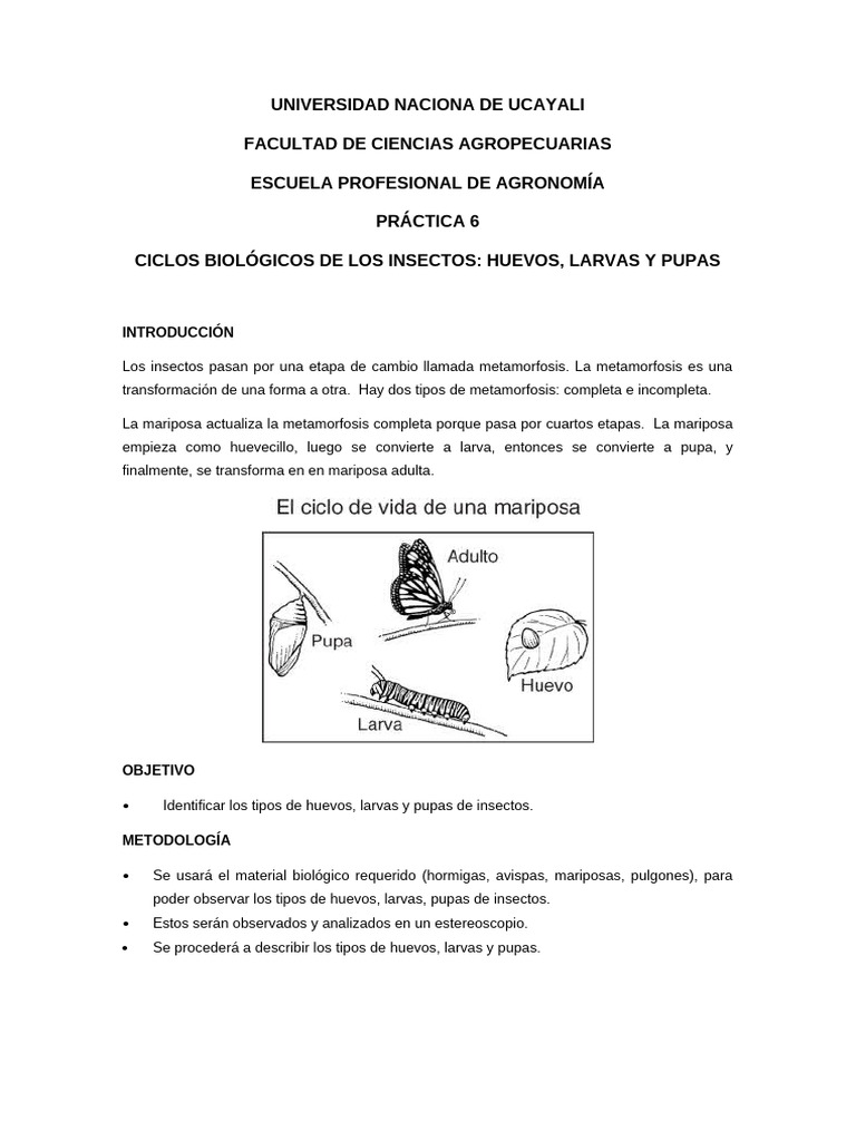 Ciclos Biológicos de Insectos | PDF