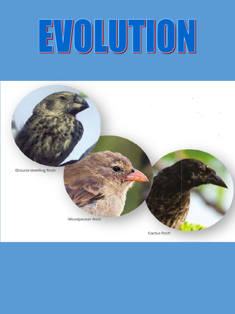 (Biol 12) Evolution Notes and MCQ 2016 | PDF | Natural Selection | Homo