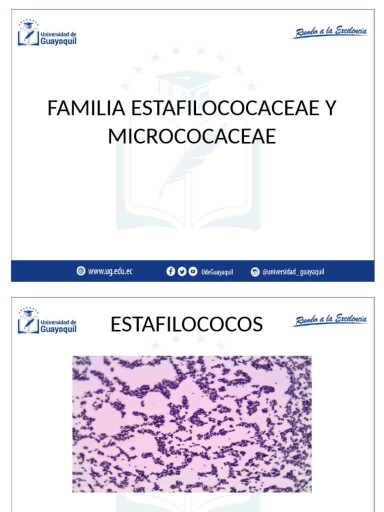 ESTAFILOCOCOS Y ESTREPTOCOCOS | PDF | Estreptococo | Especialidades Medicas