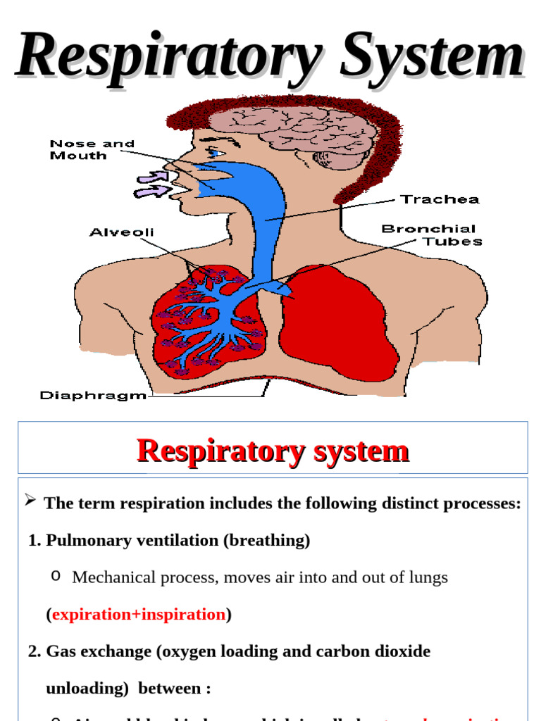 Introduction To Respiratory System | PDF | Lung | Human Nose
