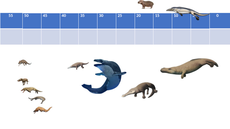Evolution of the whale | PDF