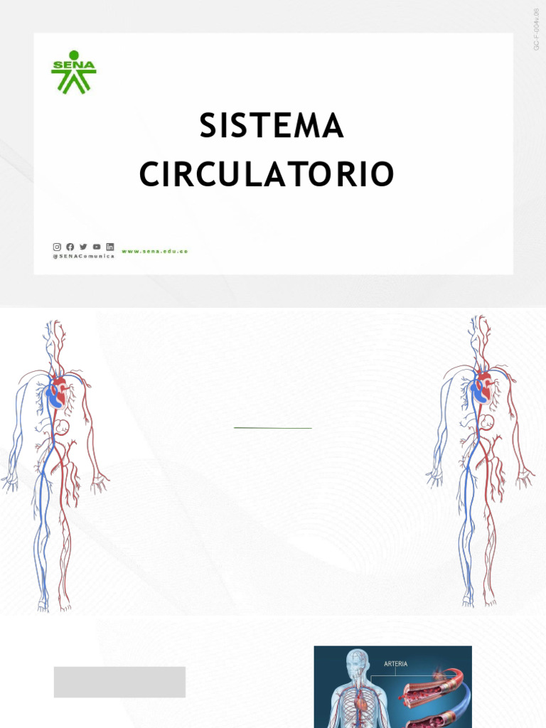 Vasos Sanguíneos | PDF | Sistema circulatorio | Artería