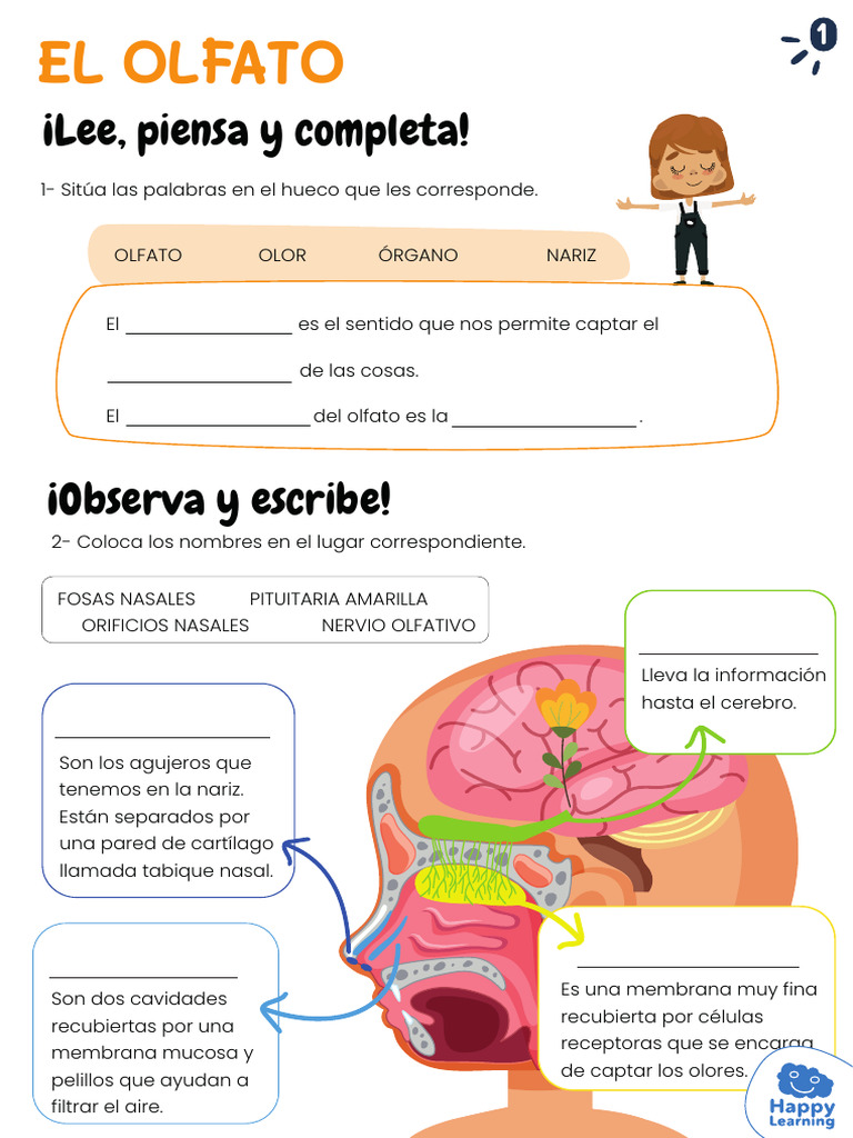 Anatomía y Funciones del Olfato | PDF | Sistema límbico | Olfato