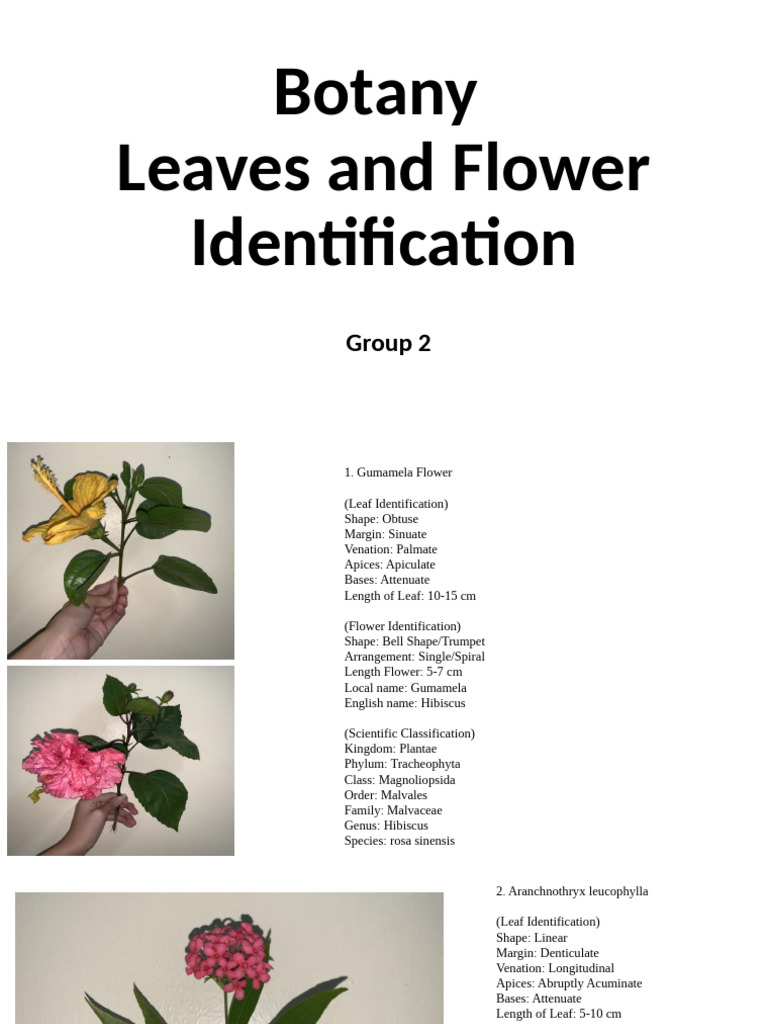 Leaves and Flower Identification | PDF | Leaf | Plants