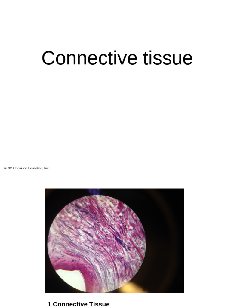 Connective & Epithelial Tissue Guide | PDF | Epithelium | Histology
