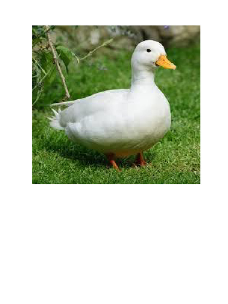Duck | PDF