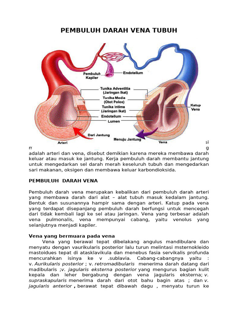 Letak dan Fungsi Vena Jugularis | PDF