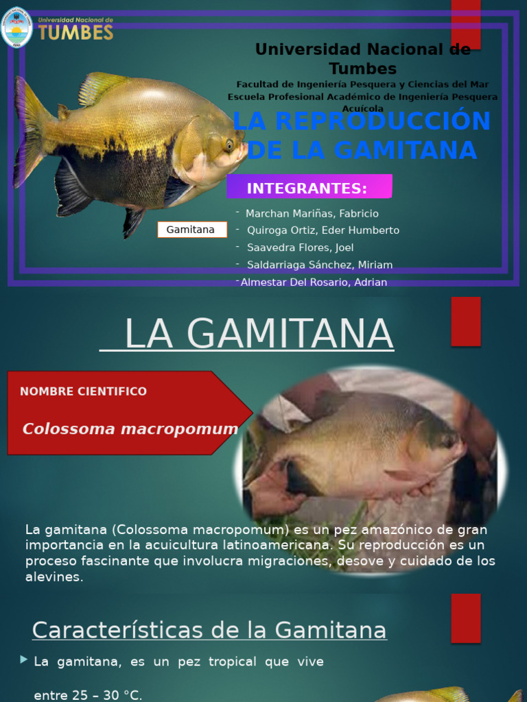 Gami Tana | PDF | Reproducción | Sistema reproductivo