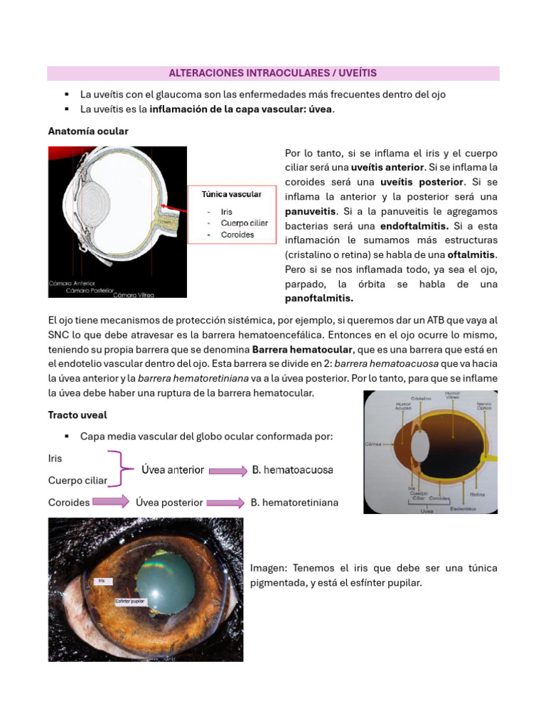 Uveítis: Inflamación Ocular en Perros | PDF | Ojo humano | Inflamación