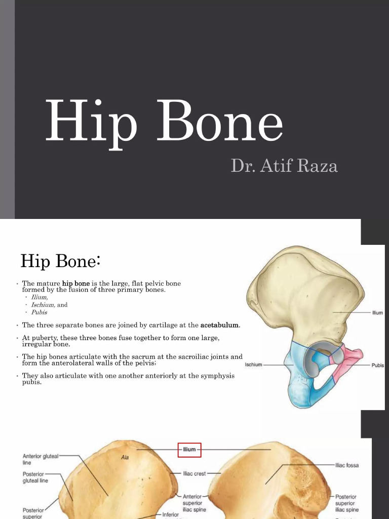 Hip Bone Anatomy | PDF