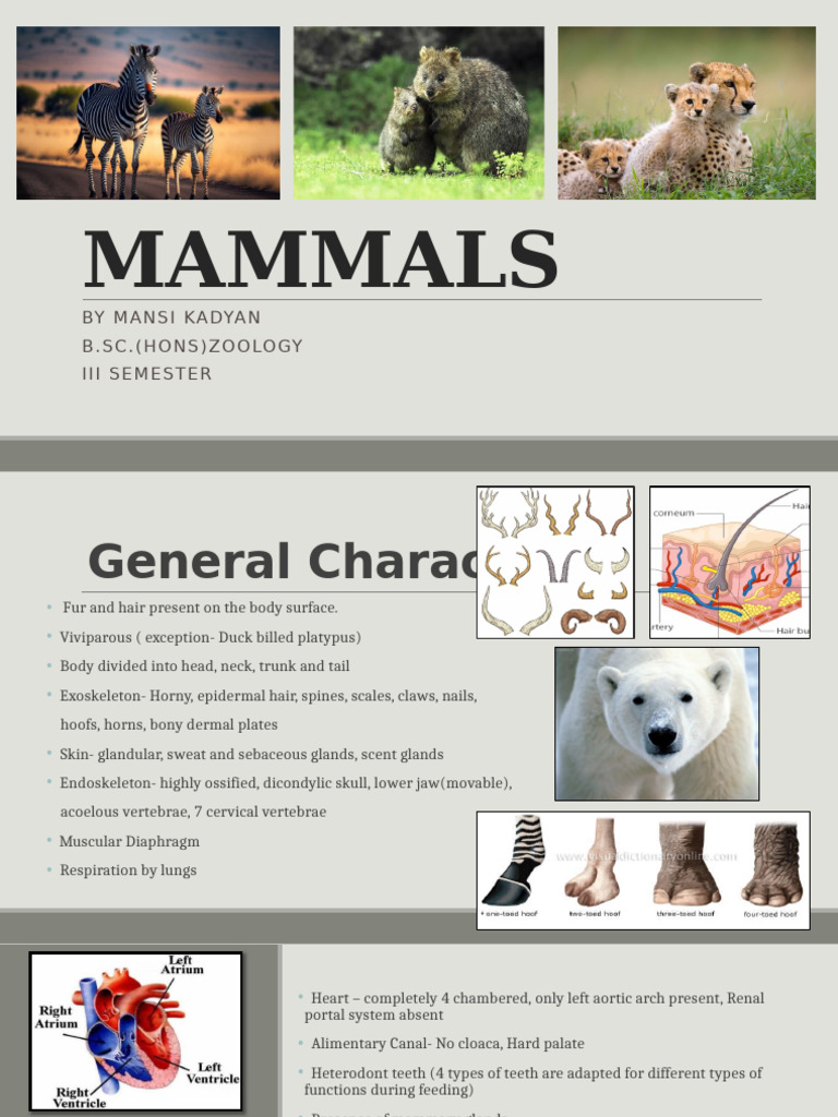 Mammals | PDF | Mammals | Marsupials