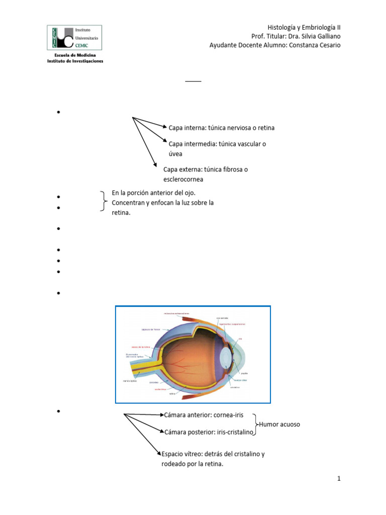 Histología del Ojo: Estructuras y Funciones | PDF | Epitelio | Ojo humano