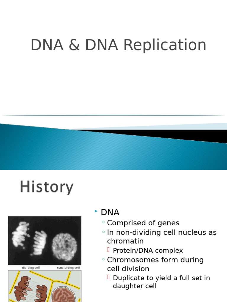 DNA Replication Explained | PDF | Dna | Dna Replication