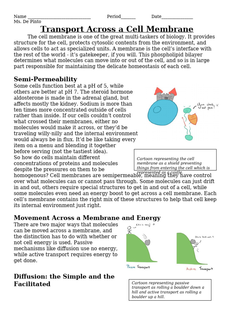 14 - Active vs Passive Transport Reading | PDF | Cell Membrane | Cell ...