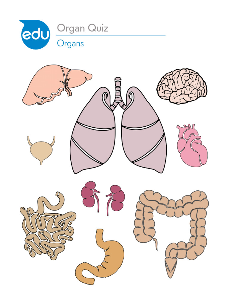 Organ Quiz_Organs | PDF | Human Body | Digestion
