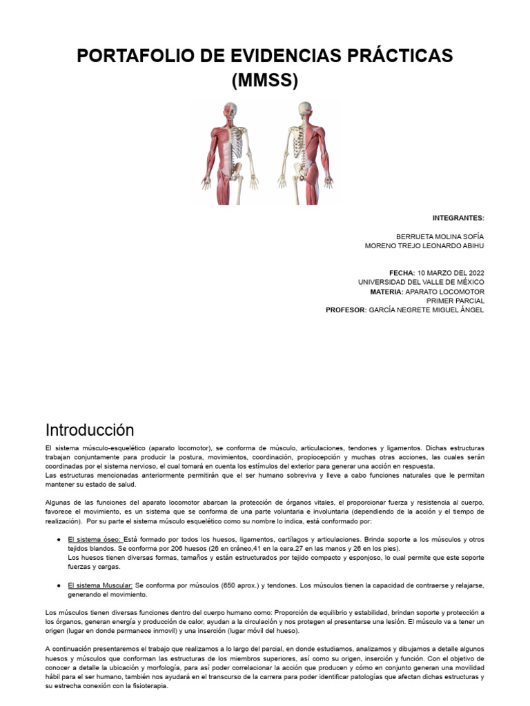 Portafolio de Evidencias Prácticas (MMSS) | PDF | Codo | Sistema musculoesquelético humano